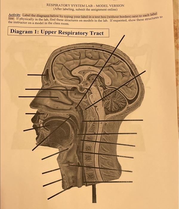 Solved RESPIRATORY SYSTEM LAB - MODEL VERSION (After | Chegg.com