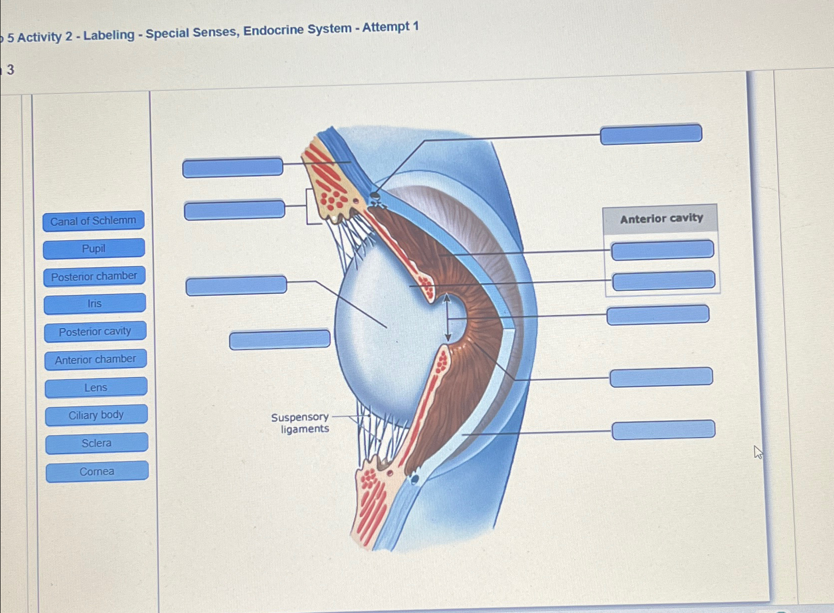 Solved 5 ﻿Activity 2 - ﻿Labeling - ﻿Special Senses, | Chegg.com