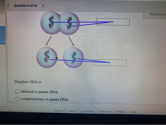 Solved Question 6 of 10 > Label the strands of DNA in the | Chegg.com