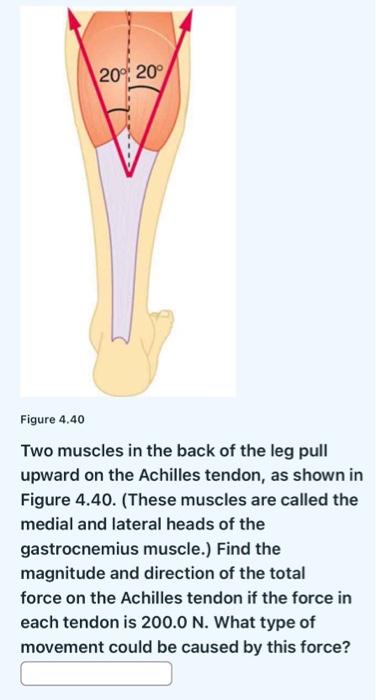 Solved Figure 4.40 Two muscles in the back of the leg pull | Chegg.com
