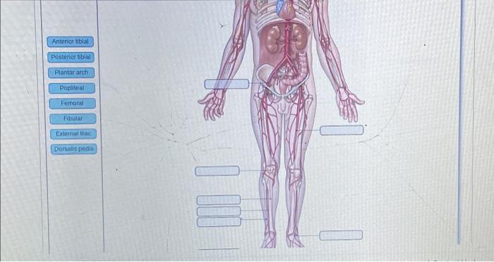 Solved Anterior tibial Posterior tibial Plantar arch | Chegg.com
