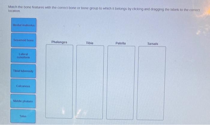 Solved Match the bone features with the correct bone or bone | Chegg.com