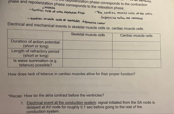 Solved phase and repolarization phase corresponds phase | Chegg.com