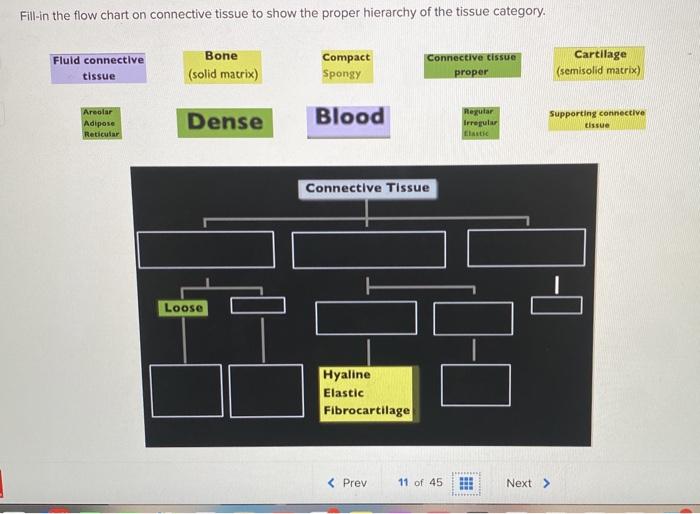 Solved Fill in the flow chart on connective tissue to show | Chegg.com