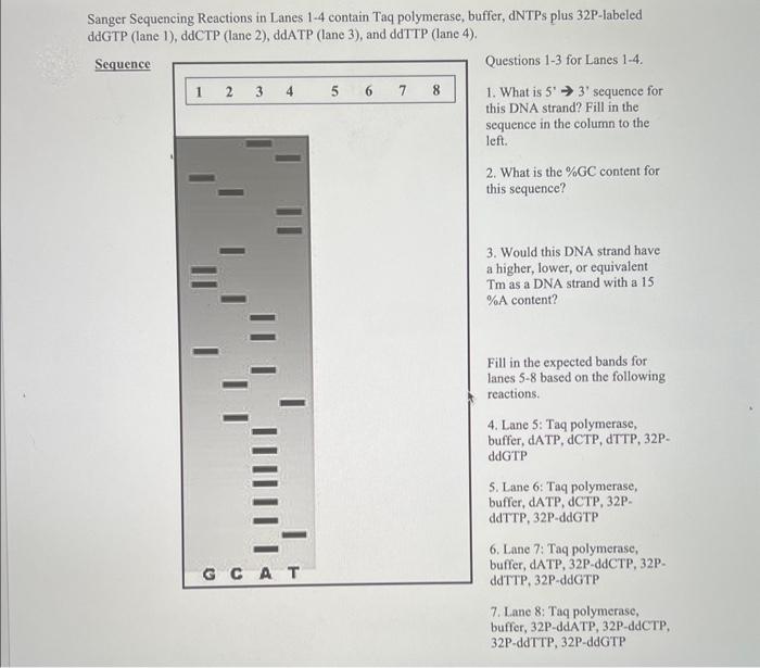 Solved Sanger Sequencing Reactions in Lanes 1-4 contain Taq | Chegg.com