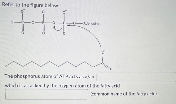 Solved Refer to the figure below: The phosphorus atom of ATP | Chegg.com