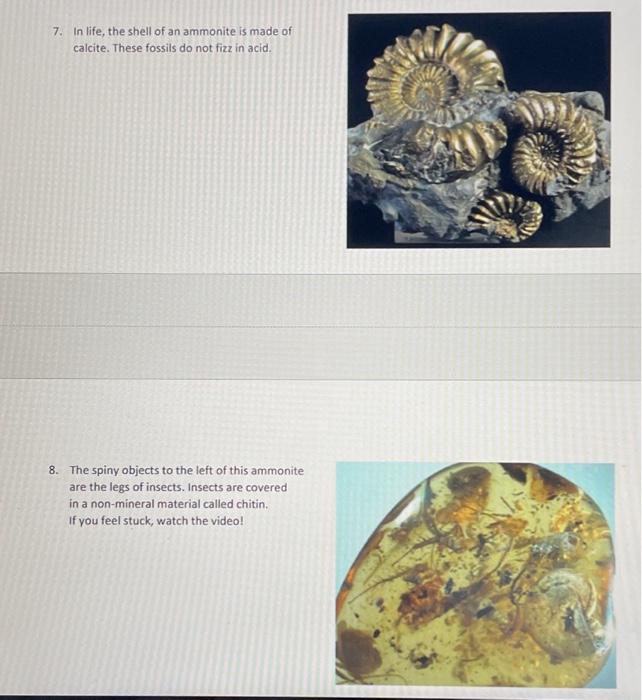 Solved 4. Living sand dollars have a calcite shell. When you | Chegg.com