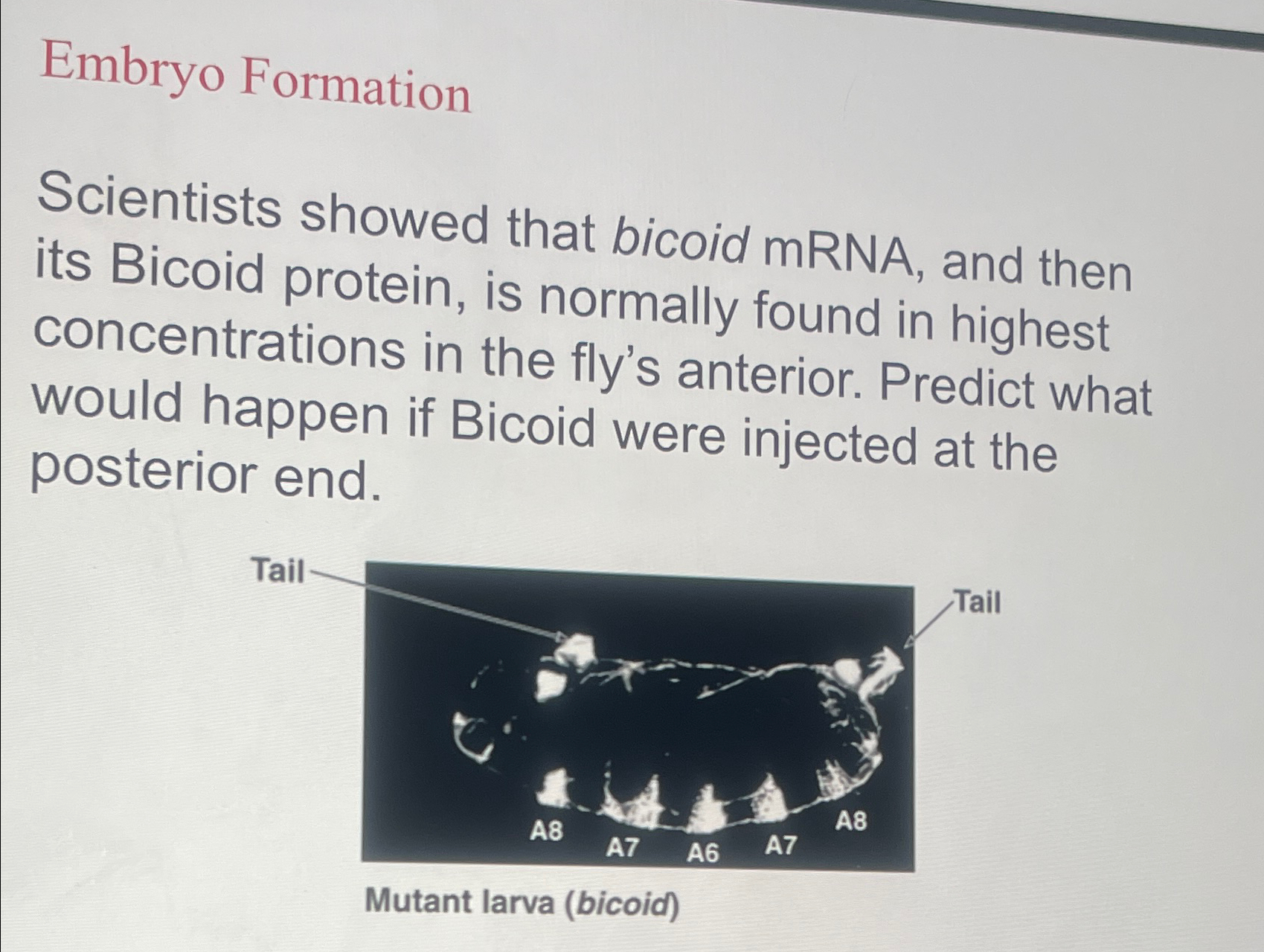 Solved Embryo FormationScientists showed that bicoid mRNA, | Chegg.com