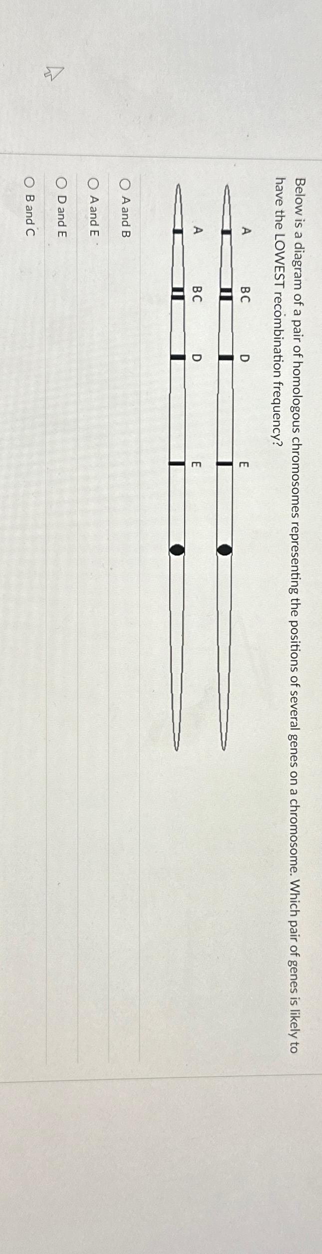 Solved Below is a diagram of a pair of homologous | Chegg.com