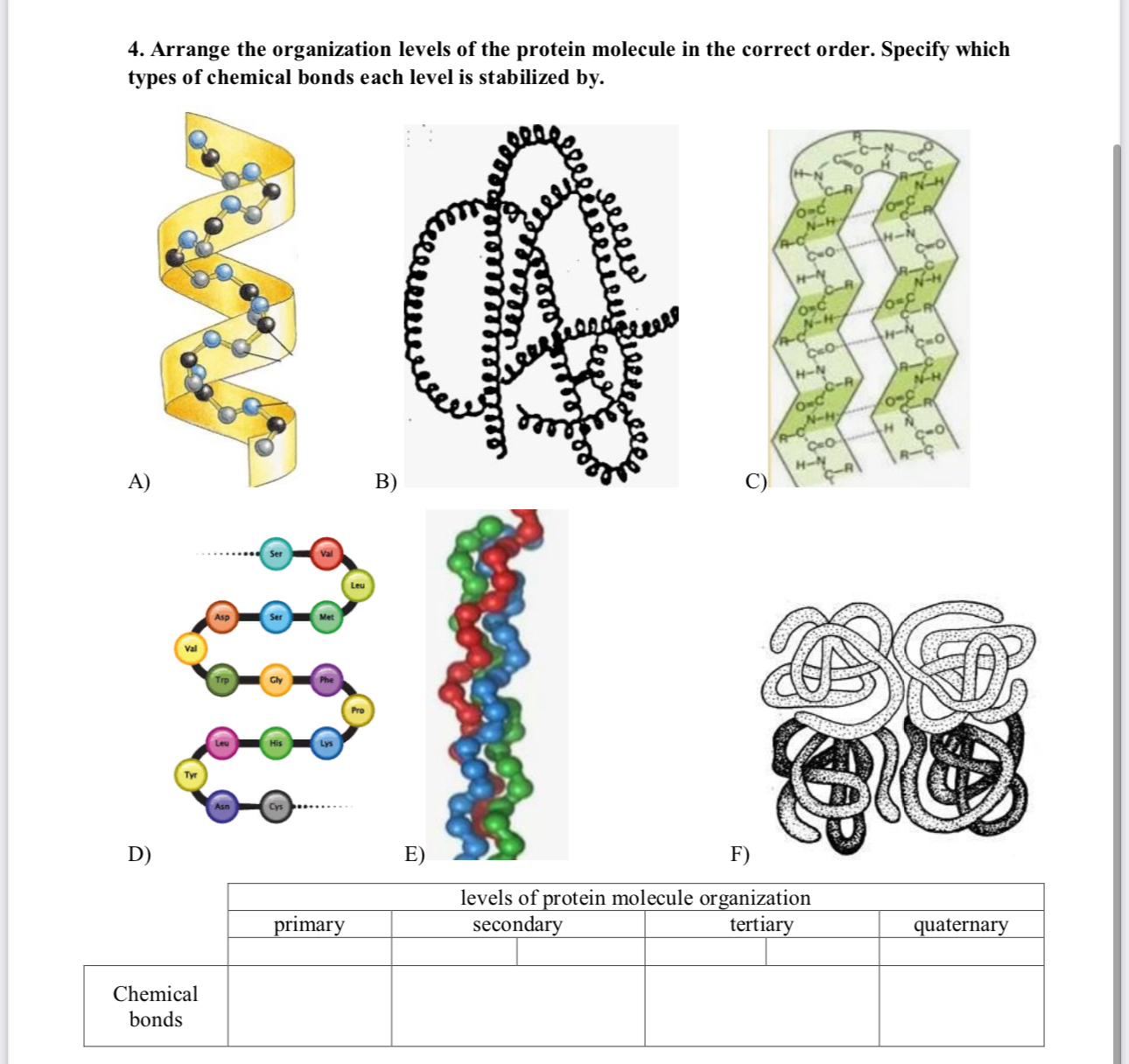 Solved Arrange the organization levels of the protein | Chegg.com
