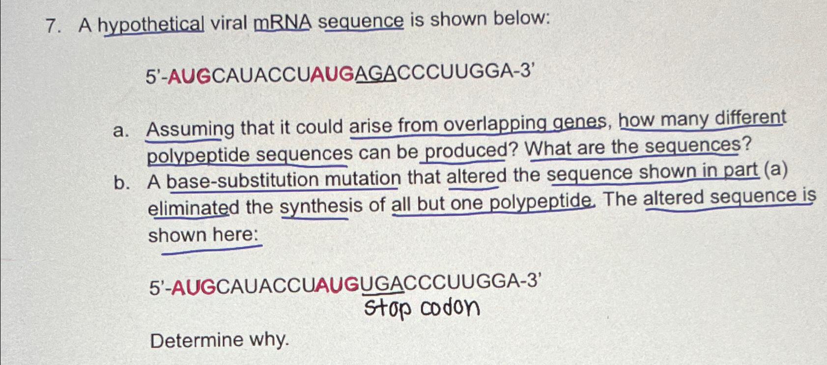 Solved A hypothetical viral mRNA sequence is shown | Chegg.com