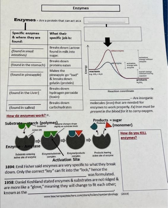 Solved How do enzymes work? =. 1894: Emil Fisher said | Chegg.com
