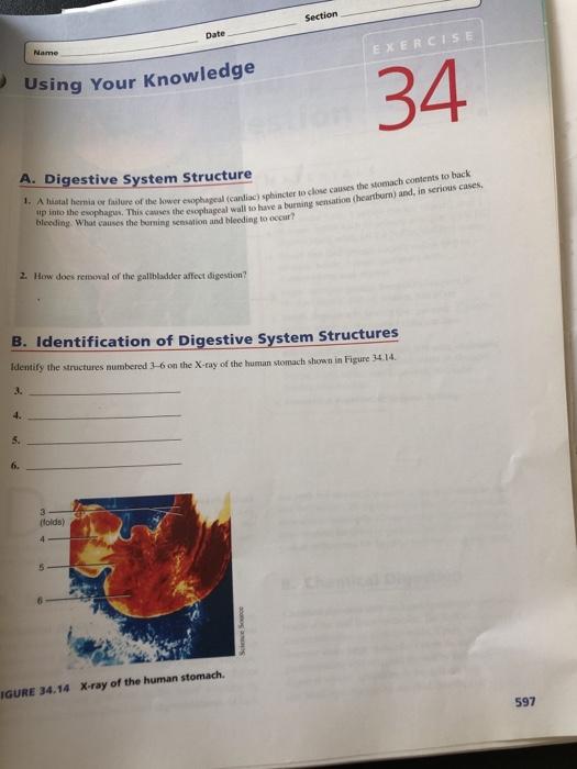 Solved Section Date EXERCISE Name Using Your Knowledge 34 A. | Chegg.com