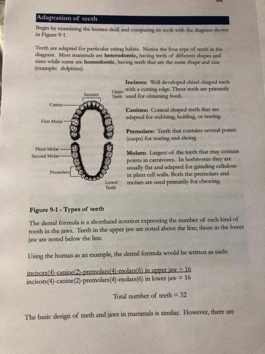 Solved Adaptation of teeth Begin by examining the human | Chegg.com