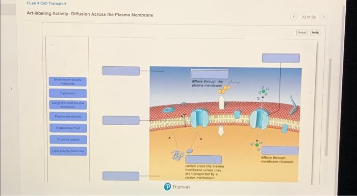 Solved ¿Lab 4 Cel Transpoct Art-labeling Activity: Diffusion | Chegg.com