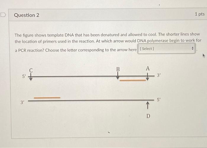 Solved The figure shows template DNA that has been denatured | Chegg.com