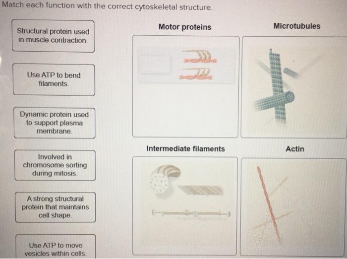 Solved Match each function with the correct cytoskeletal | Chegg.com