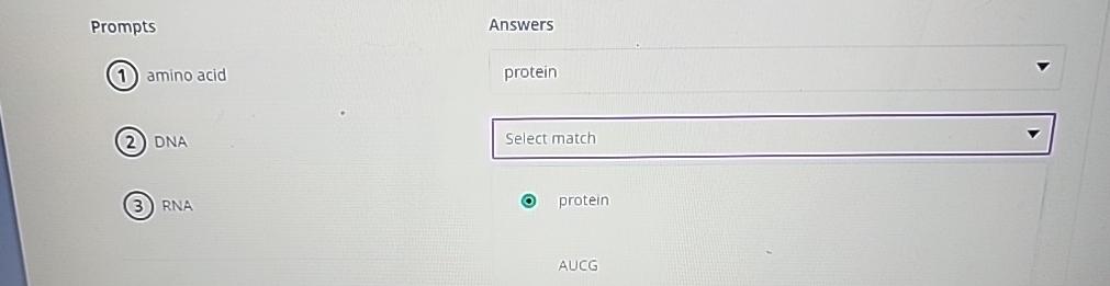 Solved Promptsamino acidDNARNAAnswersproteinproteinAUCG | Chegg.com