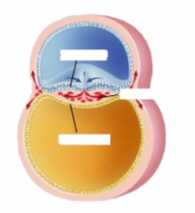 Solved 13. Label the three germ layers of the mammalian | Chegg.com