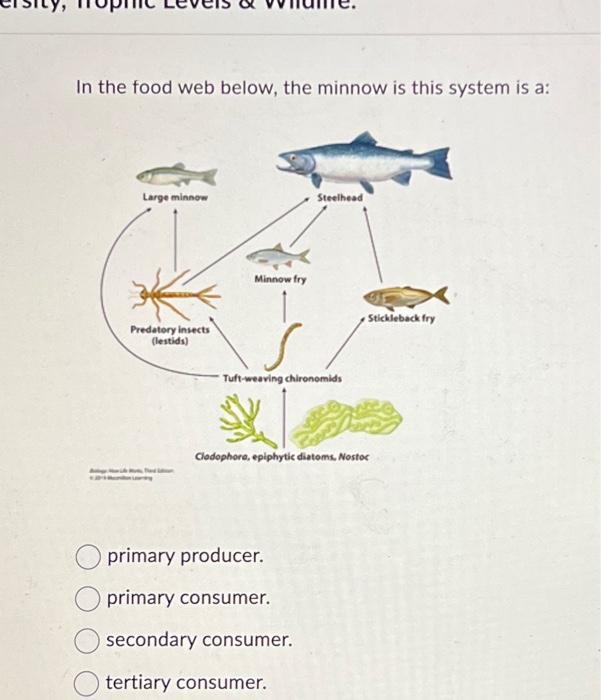 Solved In the food web below, the minnow is this system is | Chegg.com