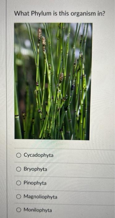 Solved Which Phylum is this organism in? O Monilophyta O | Chegg.com