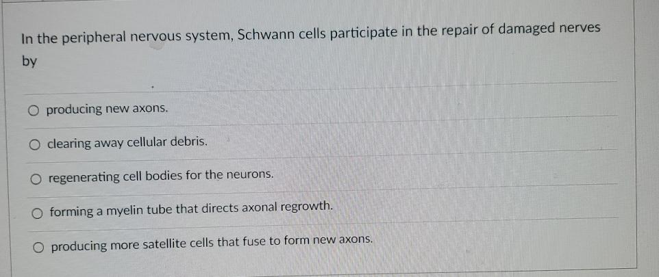 Solved In the peripheral nervous system, Schwann cells | Chegg.com