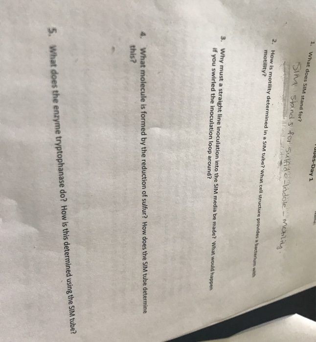 Solved 1. What does SIM stand for? Tues-Day 1 Sim stands for | Chegg.com