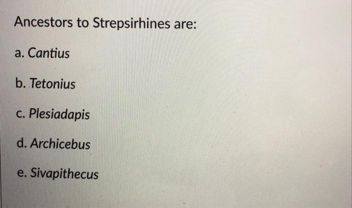 Ancestors to Strepsirhines are: a. Cantius b. | Chegg.com