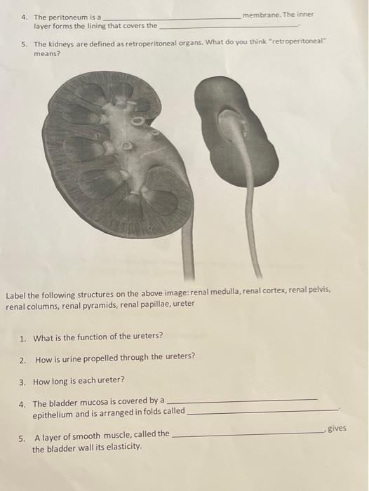 Solved Urinary Lab On the above diagram, label the kidneys, | Chegg.com