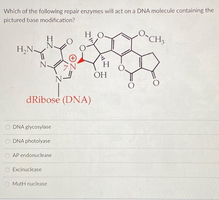 Solved Which of the following repair enzymes will act on a | Chegg.com