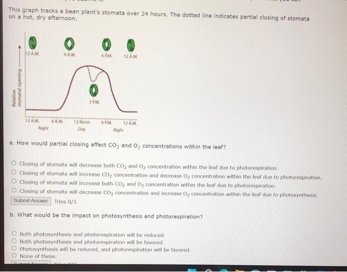This graph tracks a bean plant's stomata over 24 | Chegg.com