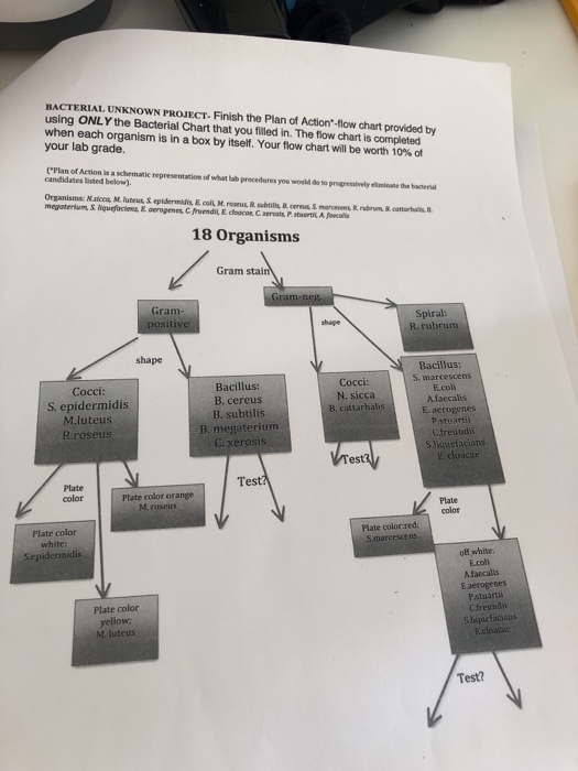Solved BACTERIAL UNKNOWN PROJECT. Finish the Plan of | Chegg.com