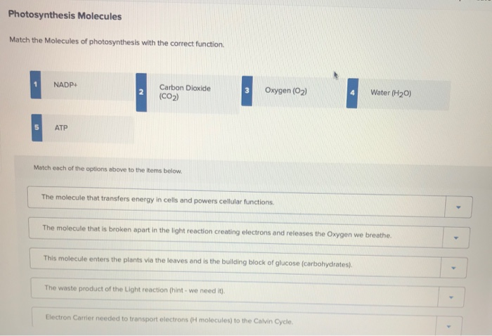 Solved Photosynthesis Molecules Match the Molecules of | Chegg.com