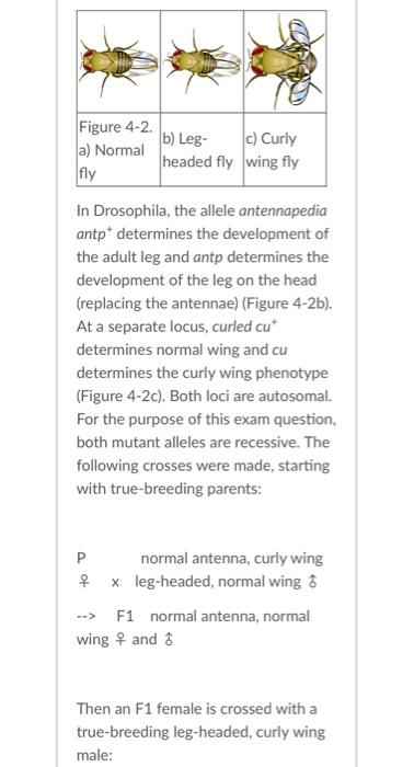 Solved In Drosophila, the allele antennapedia ant | Chegg.com
