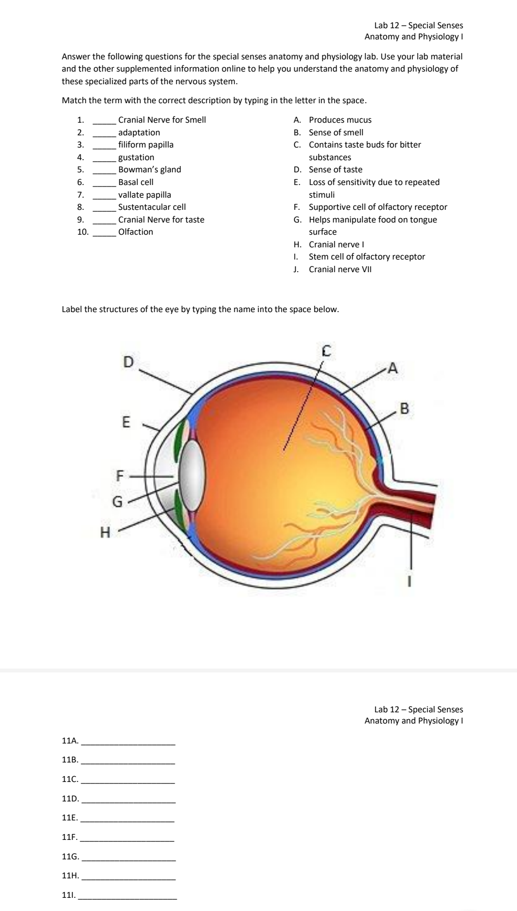 Solved Lab 12 - Special Senses Anatomy and Physiology Answer | Chegg.com