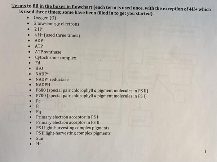 Solved Light Reactions Flowchart Energy Energy PS II | Chegg.com
