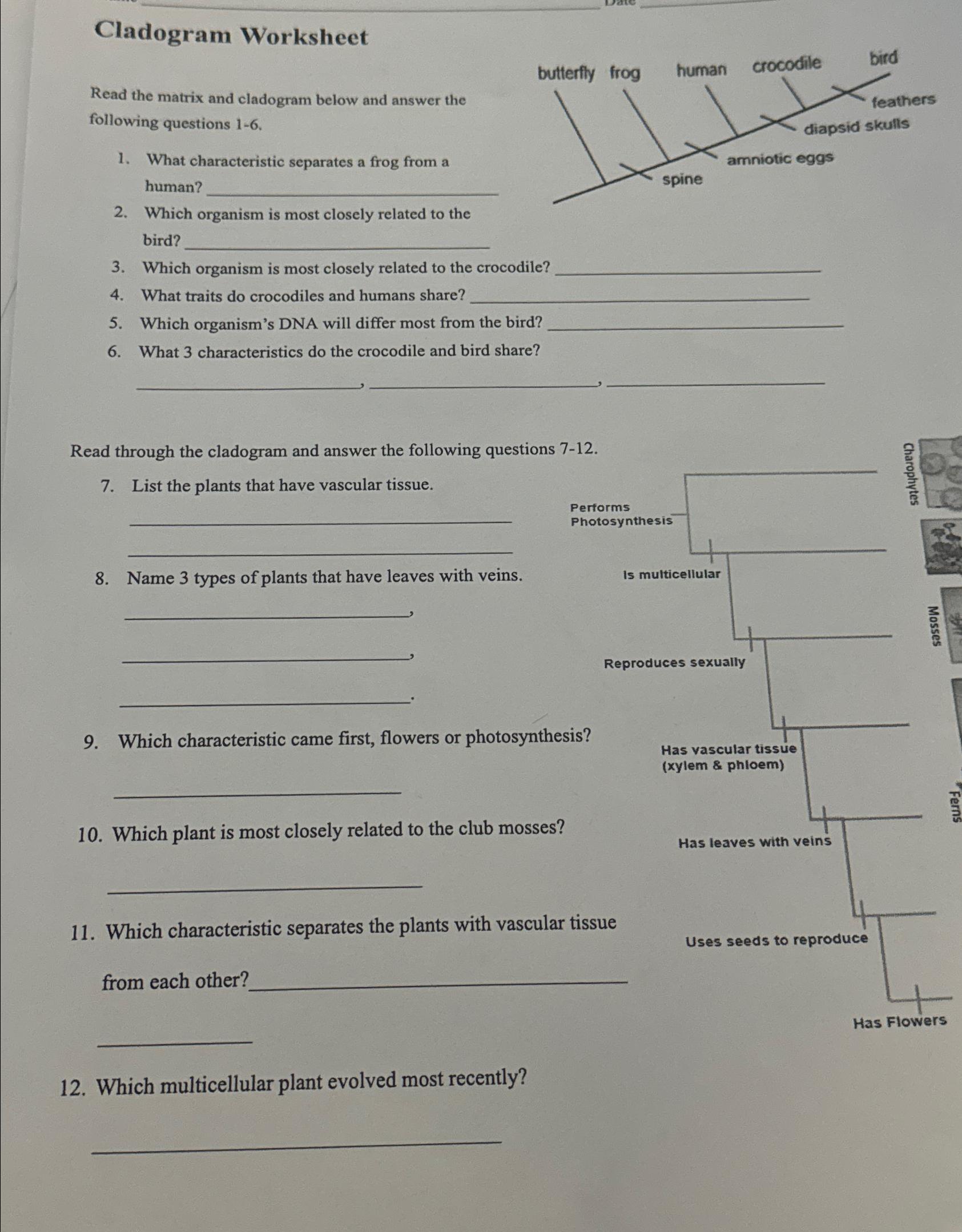 Solved Cladogram WorksheetRead the matrix and cladogram | Chegg.com