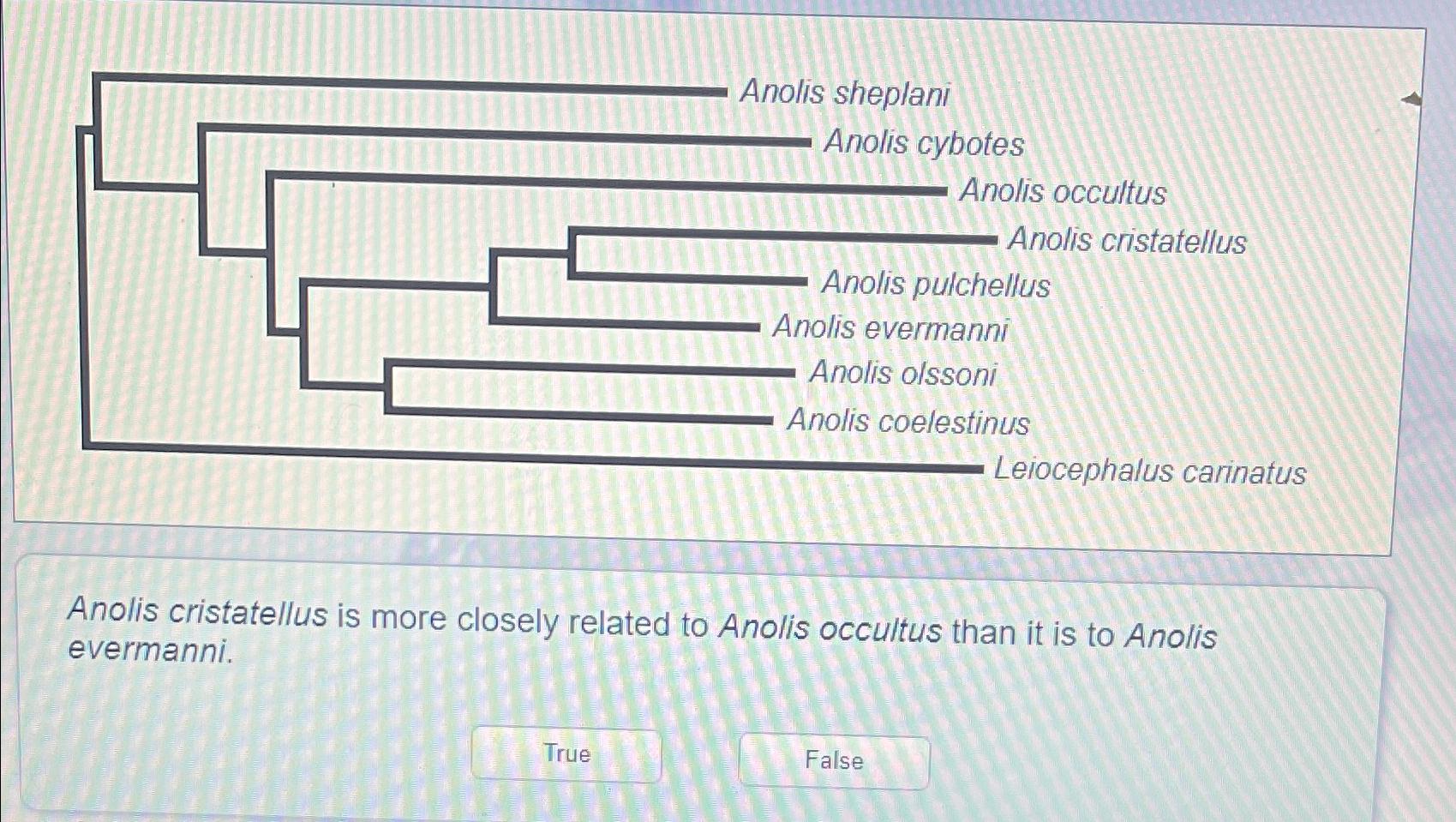 Solved Anolis sheplaniAnolis cybotesAnolis occultusAnolis | Chegg.com