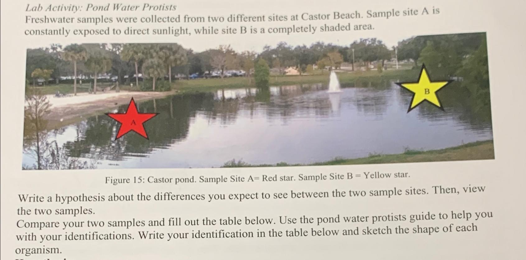 Solved Lab Activity: Pond Water ProtistsFreshwater samples | Chegg.com