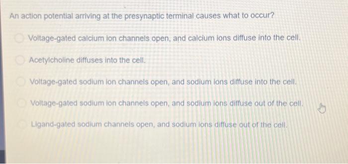 Solved An action potential arriving at the presynaptic | Chegg.com
