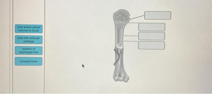 Solved area where yellow marrow is found 000 are with | Chegg.com