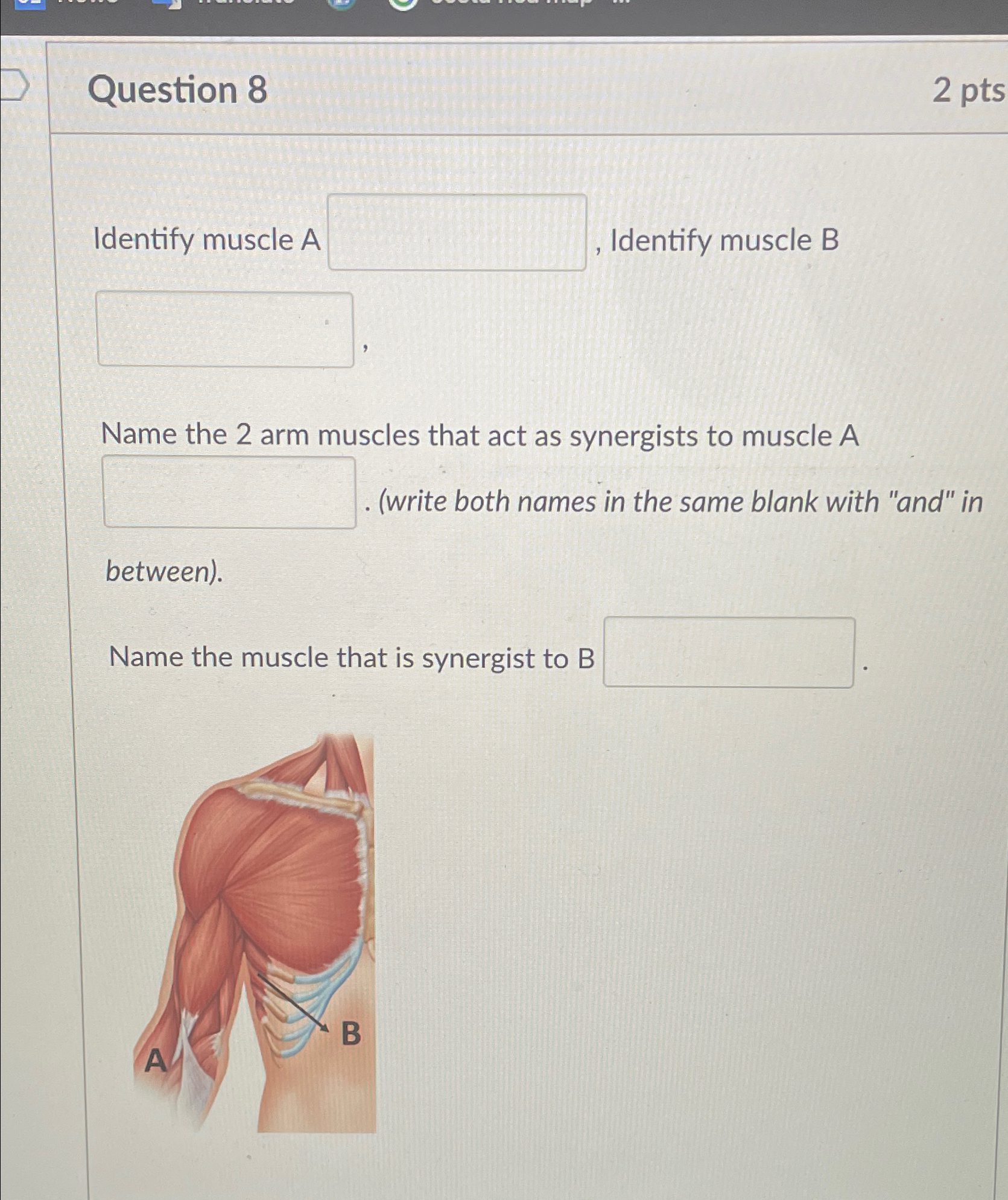 Solved Question 82 ﻿ptsIdentify muscle A , ﻿Identify | Chegg.com