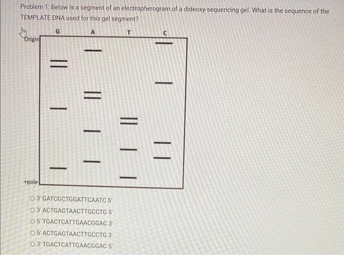 Solved Problem 1: Below is a segment of an electropherogram | Chegg.com