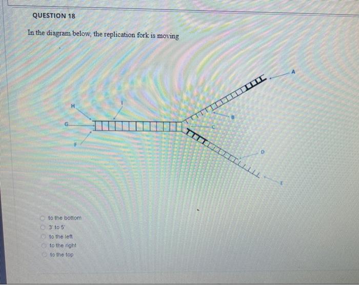 Solved In the diagram below, the replication fork is moving | Chegg.com