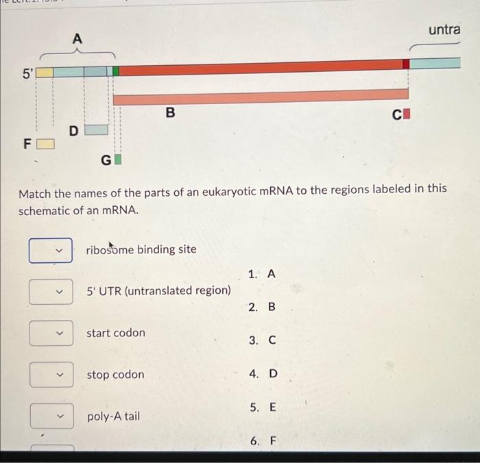 Solved Match the names of the parts of an eukaryotic mRNA to | Chegg.com