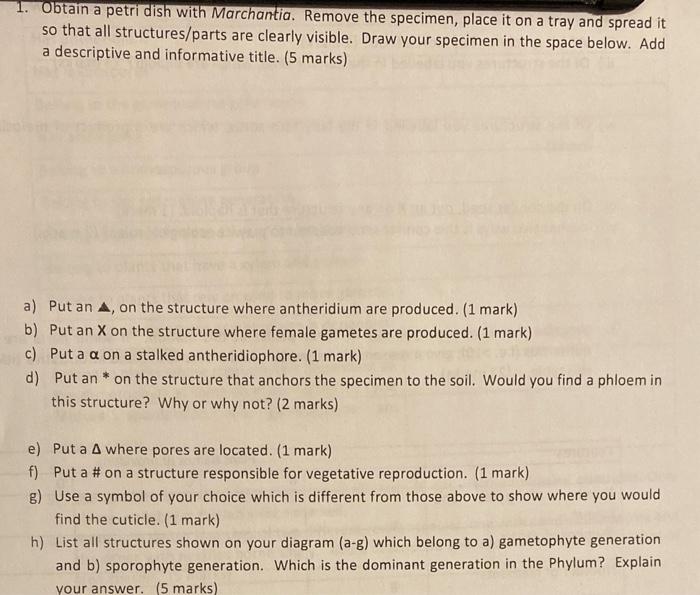 Solved 1. Uotain a petri dish with Marchantia. Remove the | Chegg.com