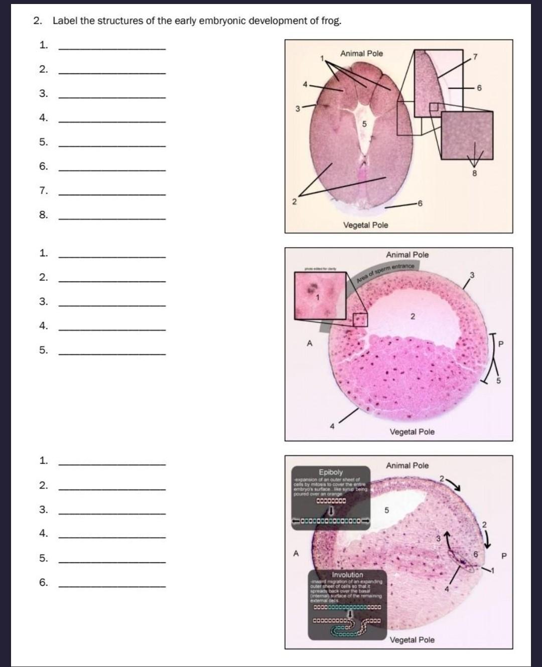 Solved 2. Label the structures of the early embryonic | Chegg.com