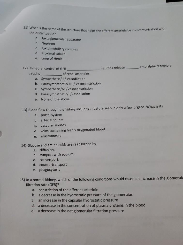 Solved RENAL SYSTEM WORKSHEET 1) Which of the following is | Chegg.com