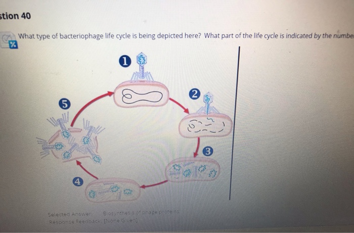 Solved D. Nucleoid en 33 Which of the following structures | Chegg.com
