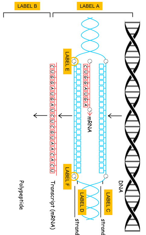 Solved What is polypeptide (amino acid chain) ﻿produced by | Chegg.com